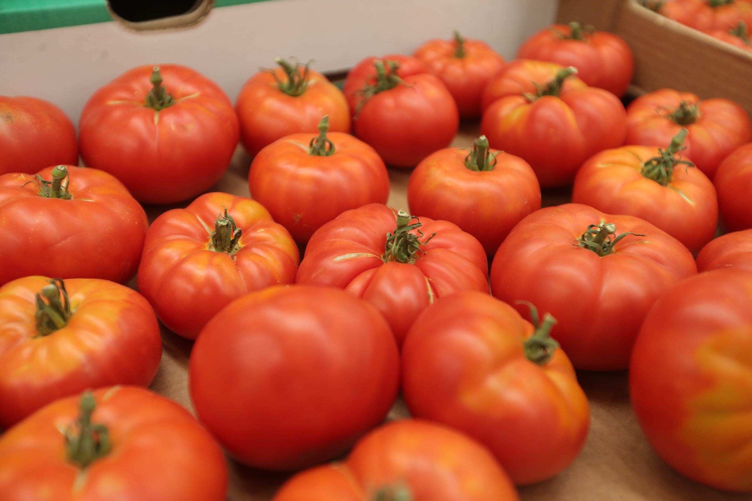 El 'renacer' del tomate limachino - Redagrícola