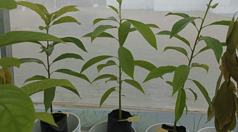 Propagación clonal in vitro de aguacate: la apuesta de un equipo de investigación en Antioquia ...