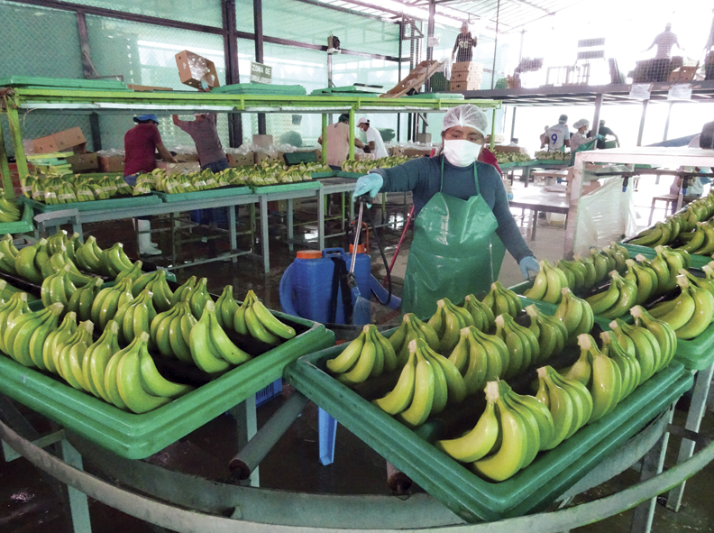 El frío golpeó al banano peruano - Redagrícola