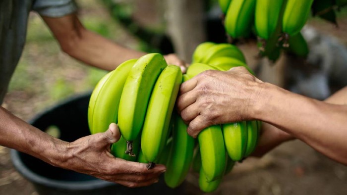 El banano: fruta insignia de Colombia, estará en Expo Dubái