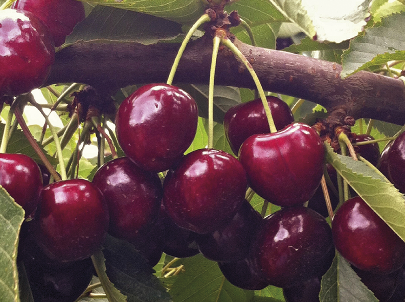 Las 15 Mejores Cerezas La D.O.P Cereza Del Jerte Cifra En 15 Millones