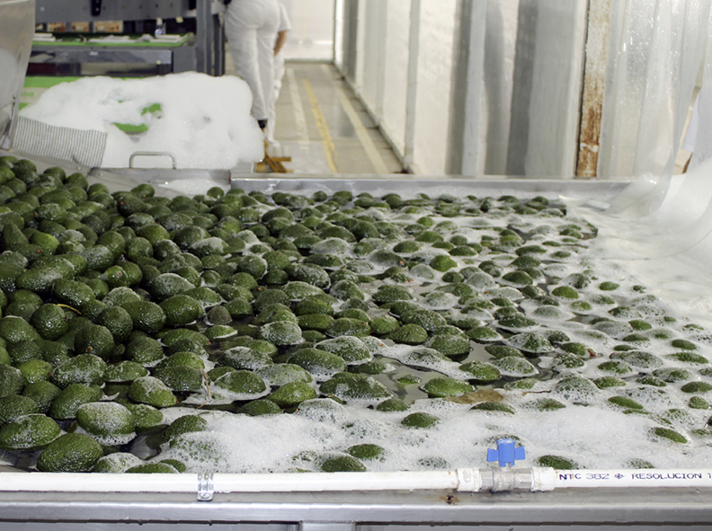 Prochloraz, cambio en límites no frenarían incorporación de fungicidas ...