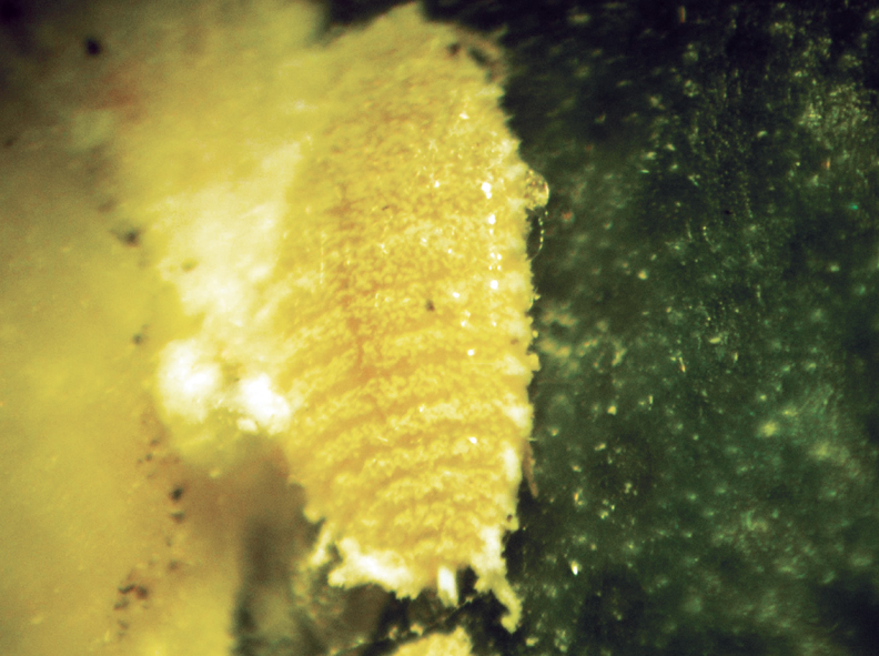 Claves para la identificación y control de las especies de chanchito ...