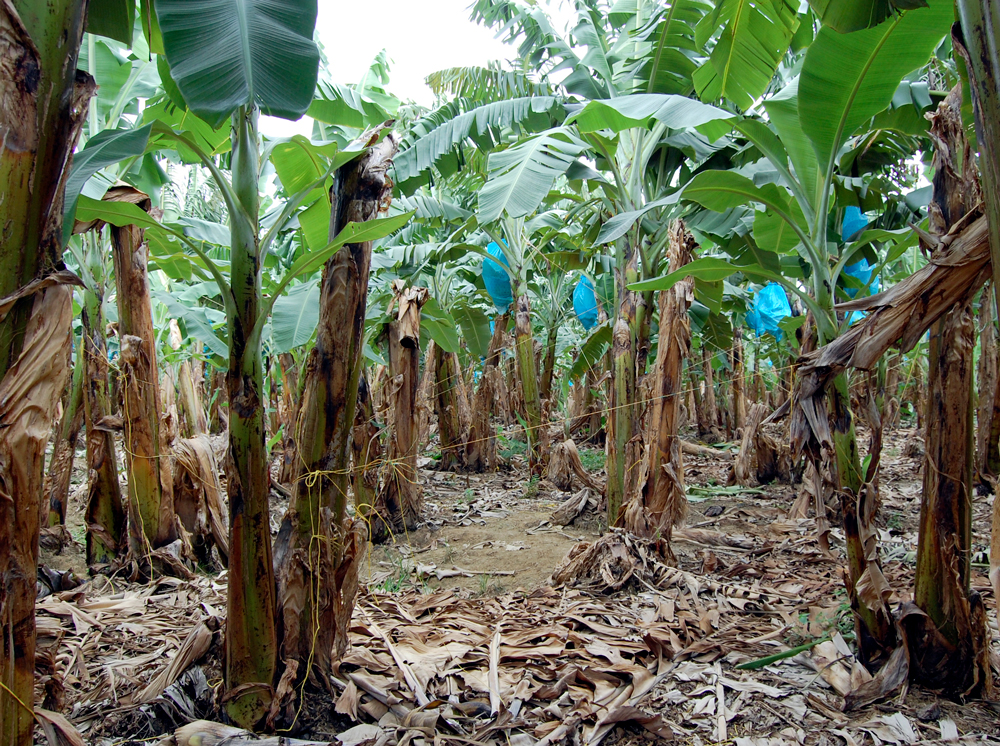 Retos y desafíos del sector bananero colombiano - Redagrícola