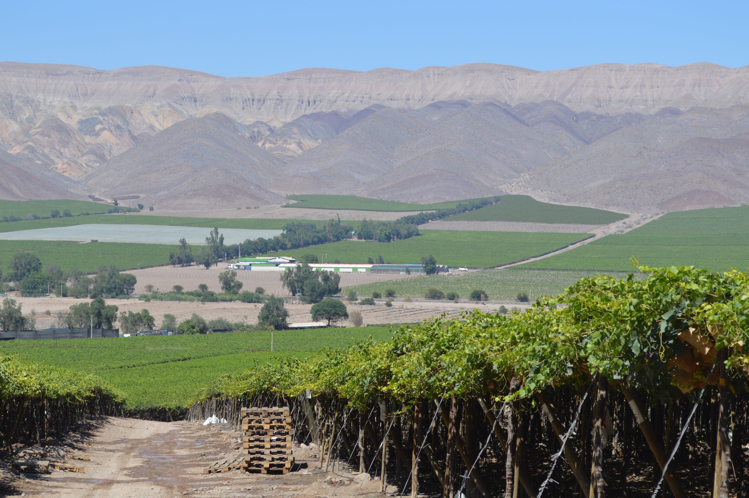 Copiapó, la uva chilena de exportación más cercana a Perú - Redagrícola