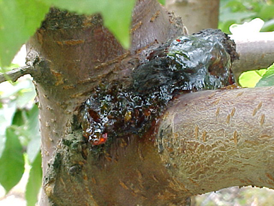 Recomiendan método para el control del cáncer bacteriano en cerezos ...