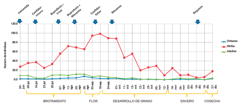 La más eficaz estrategia de control contra chanchito blanco - Redagrícola