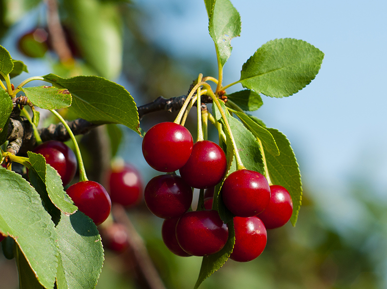 Producción de cerezas de Chile crecería 3% en la temporada 2021/2022 ...