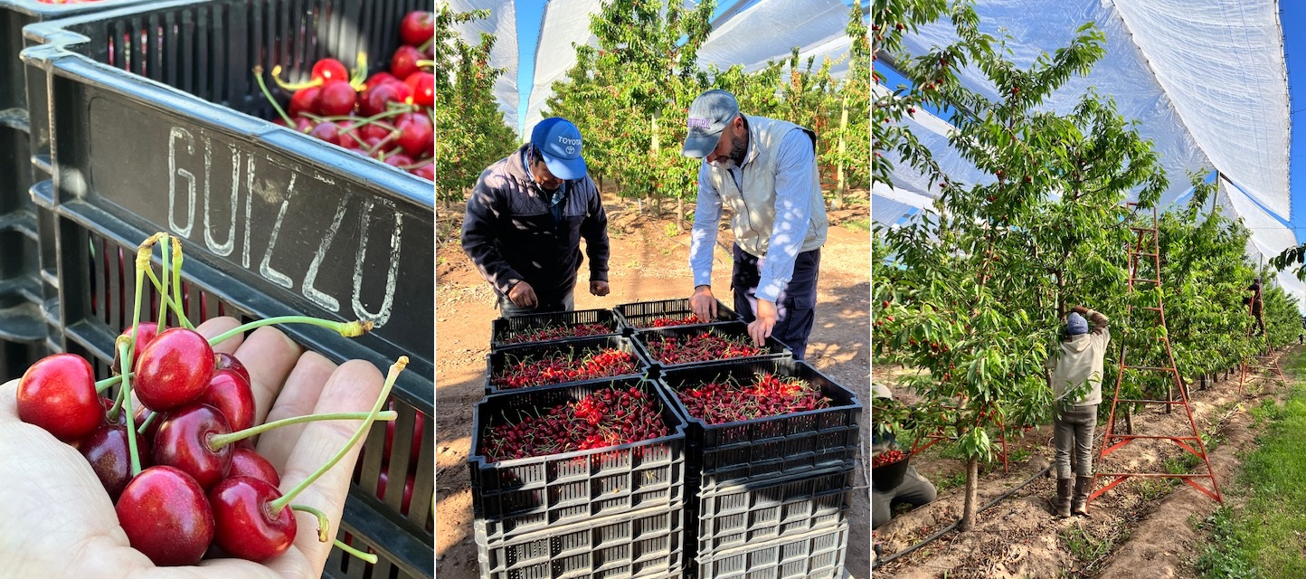 Cerezas producidas en Mendoza inician la temporada en Argentina y se ...