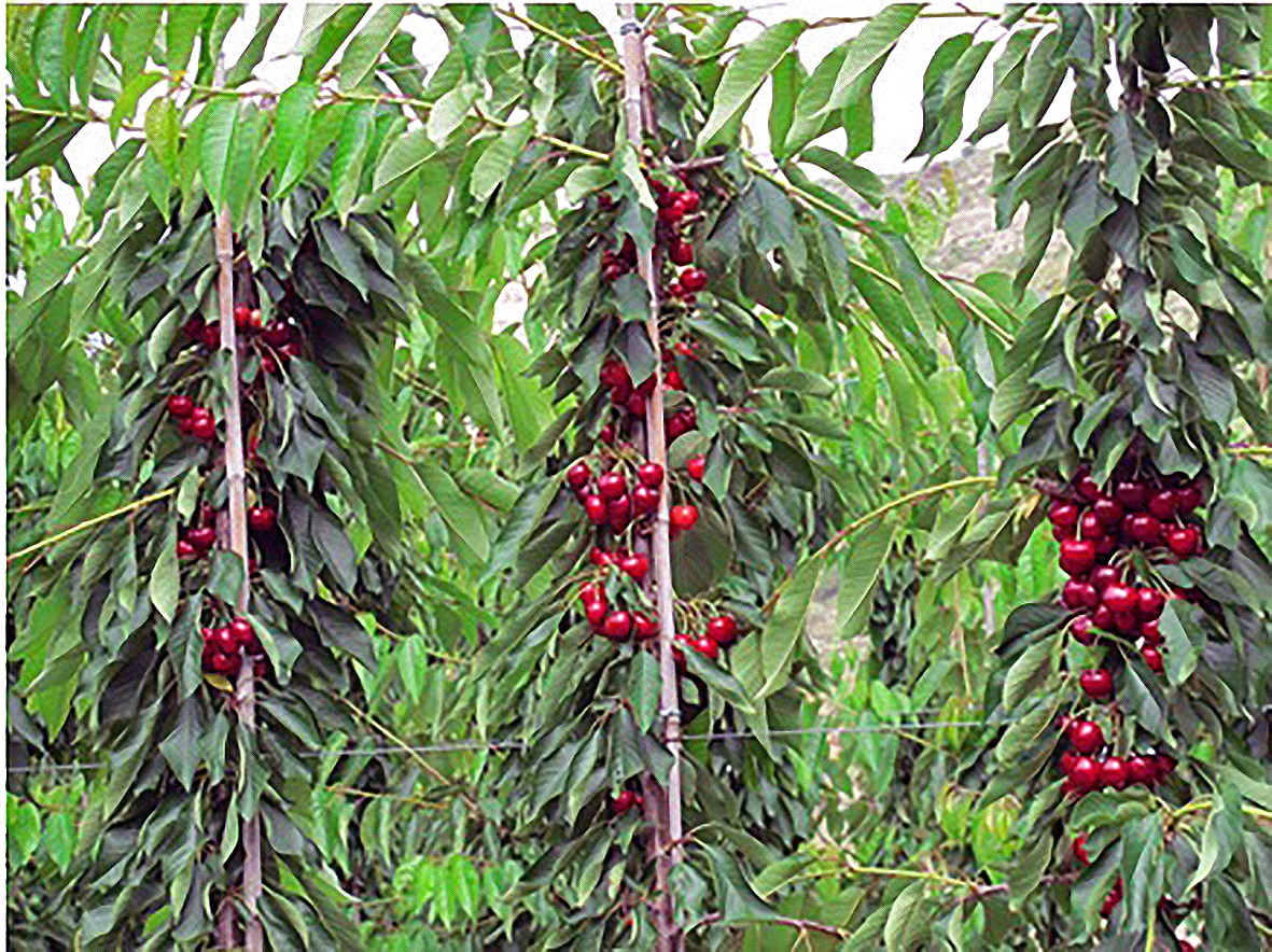 Nuevos desafíos técnicos de la cereza en Chile - Redagrícola