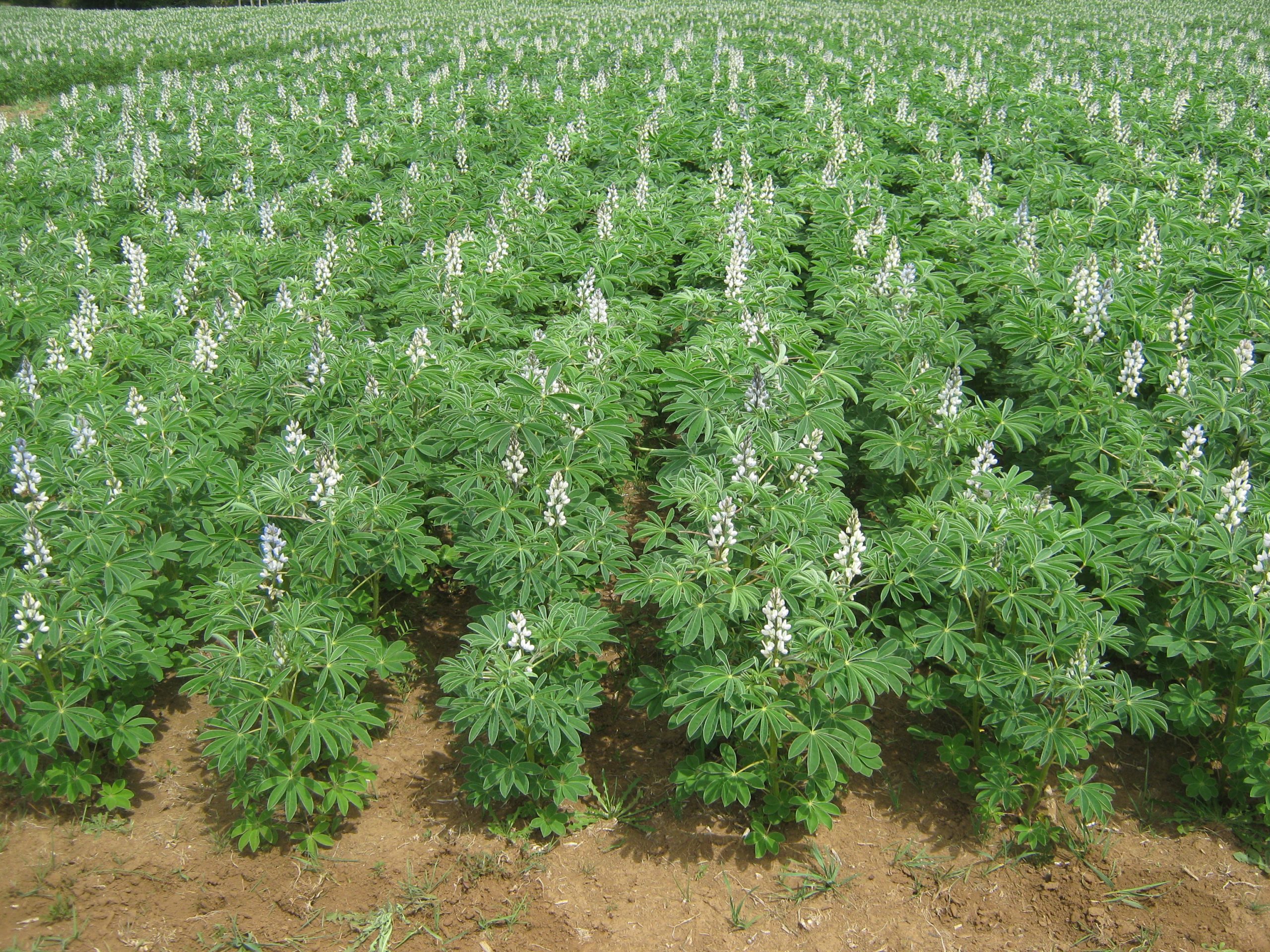 Selección genética de lupinos mejora su calidad y la rentabilidad de ...