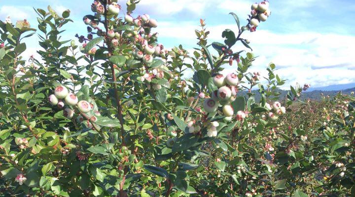 Nueva variedad de arándano sería apta para Colombia, Perú y Chile