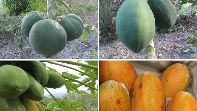 Perú abrió su mercado a productores colombianos de papaya