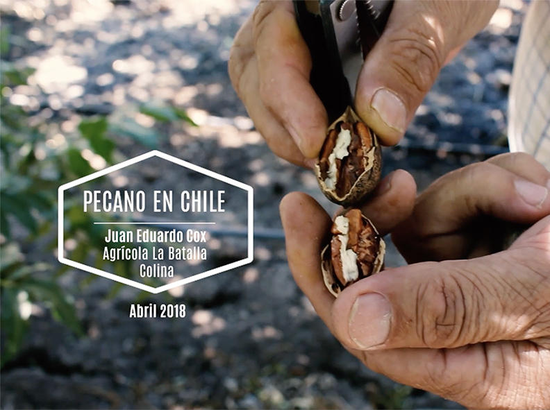 El cultivo de pecano en Chile - Redagrícola