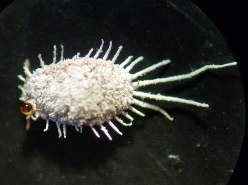 “Han aparecido cuatro nuevos tipos de chanchito blanco que podrían ...