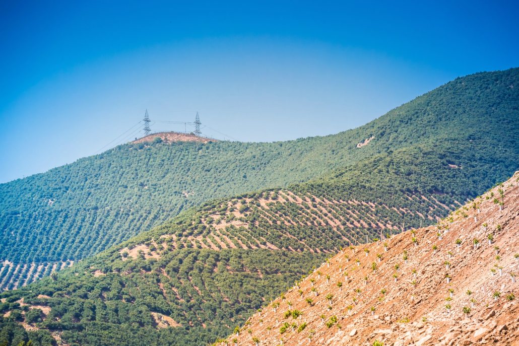 Sustentabilidad del palto en Chile - Redagrícola