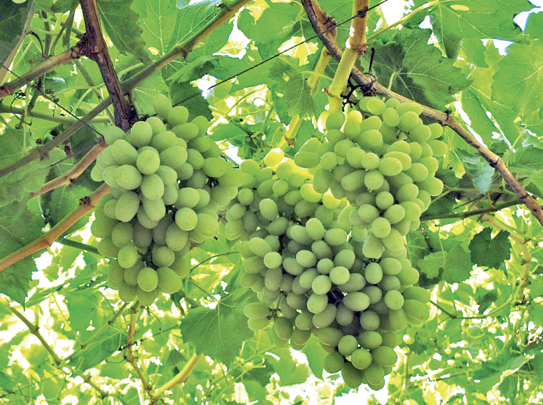 El ocaso de Thompson Seedless en Chile - Redagrícola