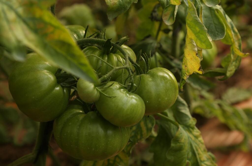 Tomate limachino se cosechará por primera vez en invierno - Redagrícola