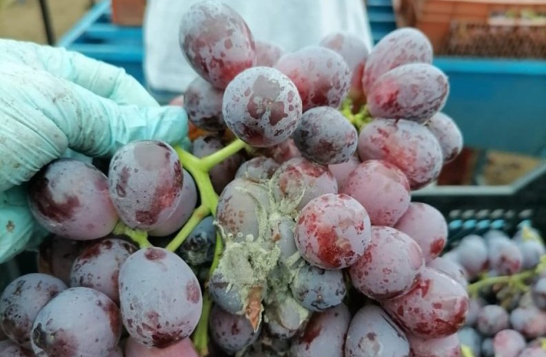 Advierten aumento de presencia del inóculo de botrytis en uva de mesa ...