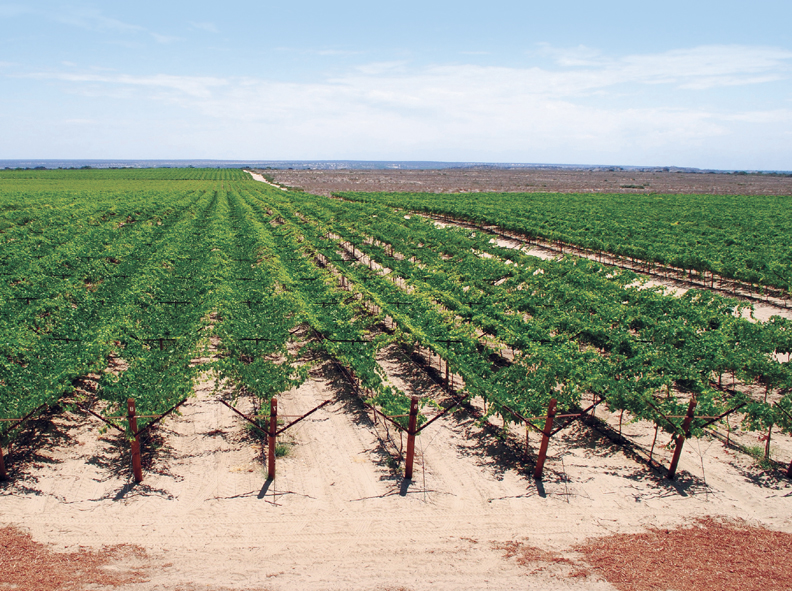 Ventajas y retos en el manejo de la uva de mesa - Redagrícola