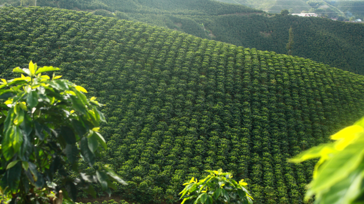 Renovación de cafetales, práctica que favorece la producción en Colombia
