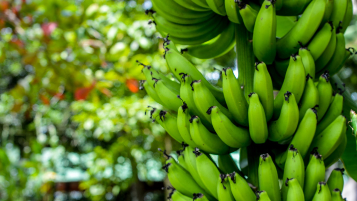 Banano y aguacate Hass lideran las exportaciones de frutas colombianas