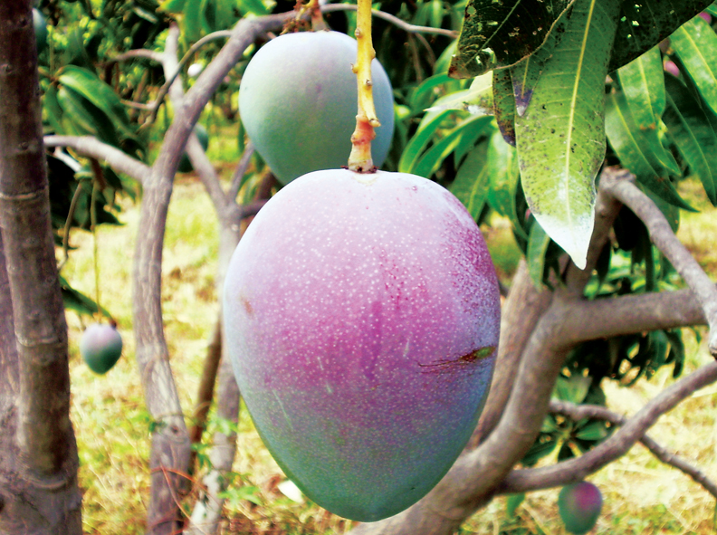 Estrategias para obtener un mango de calidad ‘premium’ - Redagrícola