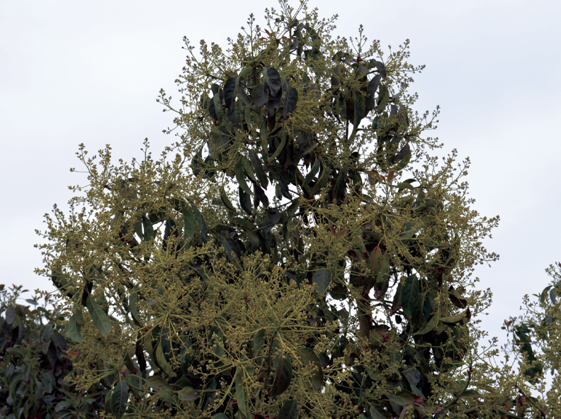 El palto asoma como un cultivo prometedor en el valle de Casma ...