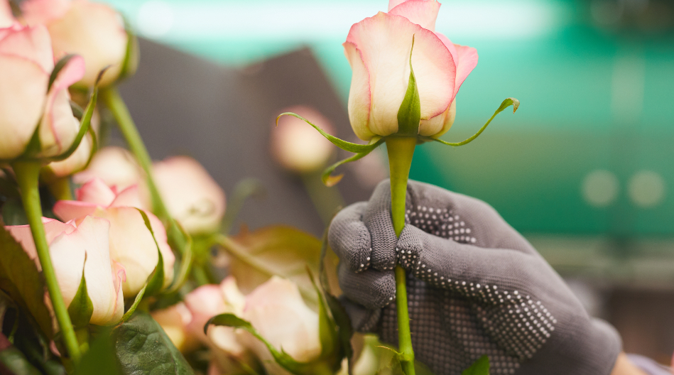 Las Fórmulas De éxito Para Una Adecuada Nutrición En Rosas Redagrícola