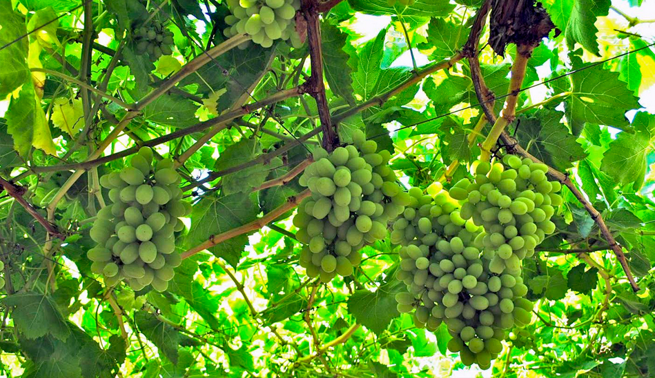 El ocaso de Thompson Seedless en Chile: la tradicional reina entre sus ...