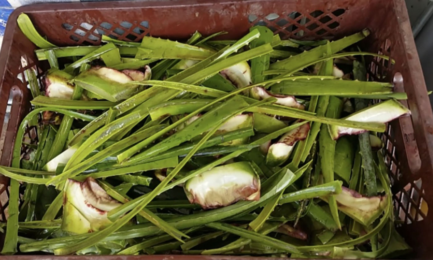 Usan atributo del Aloe vera para mejorar la retención de agua en suelos ...