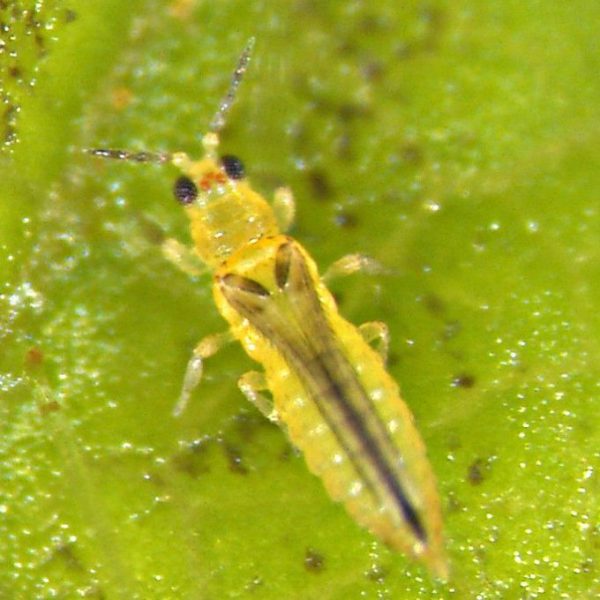 PIGGY-Apply®, una herramienta para el control biológico de Scirtothrips ...