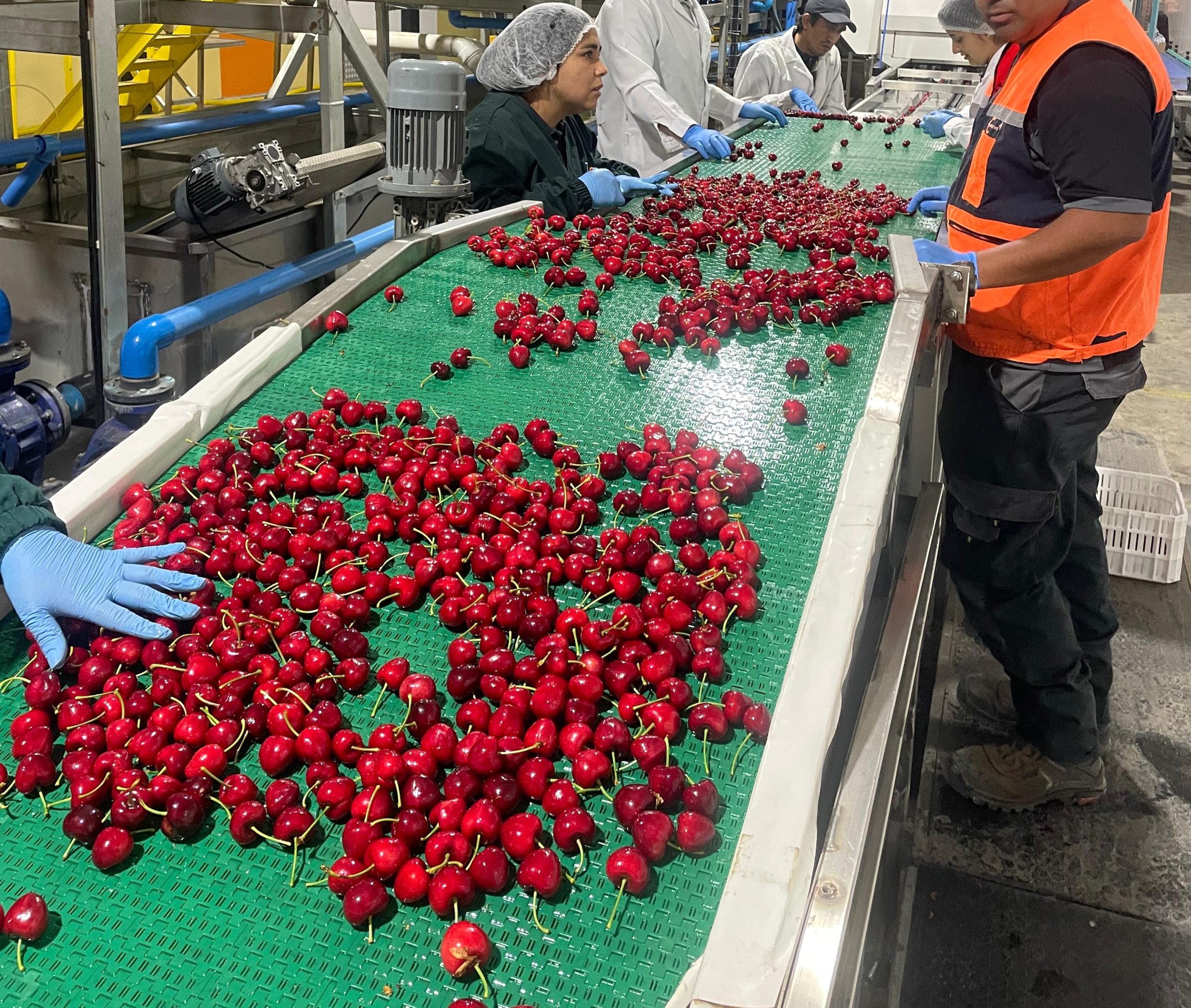 Comenzó la operación del primer packing de cereza en Ovalle con ...