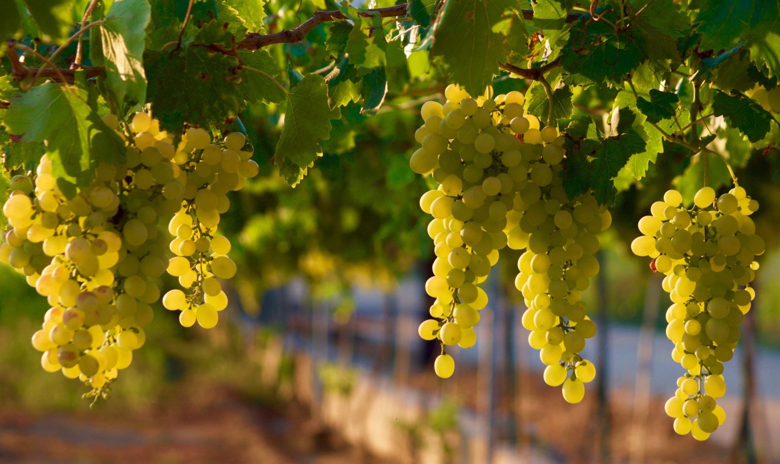 Frutas de Chile apuesta por 2024 para contar con Systems Approach en EE ...
